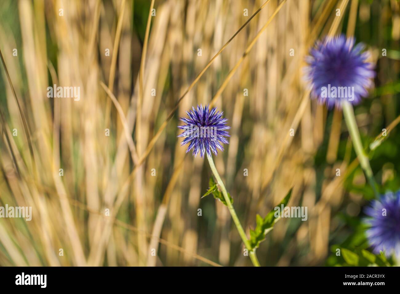 Round purple hi-res stock photography and images - Alamy