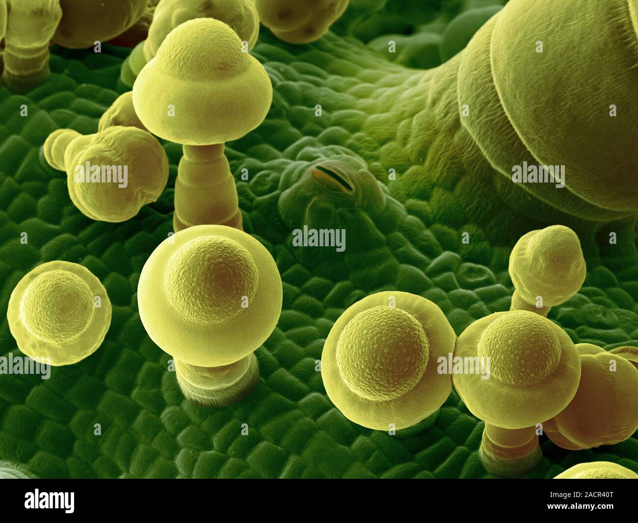 Squash leaf. Coloured scanning electron micrograph (SEM) of the lower ...