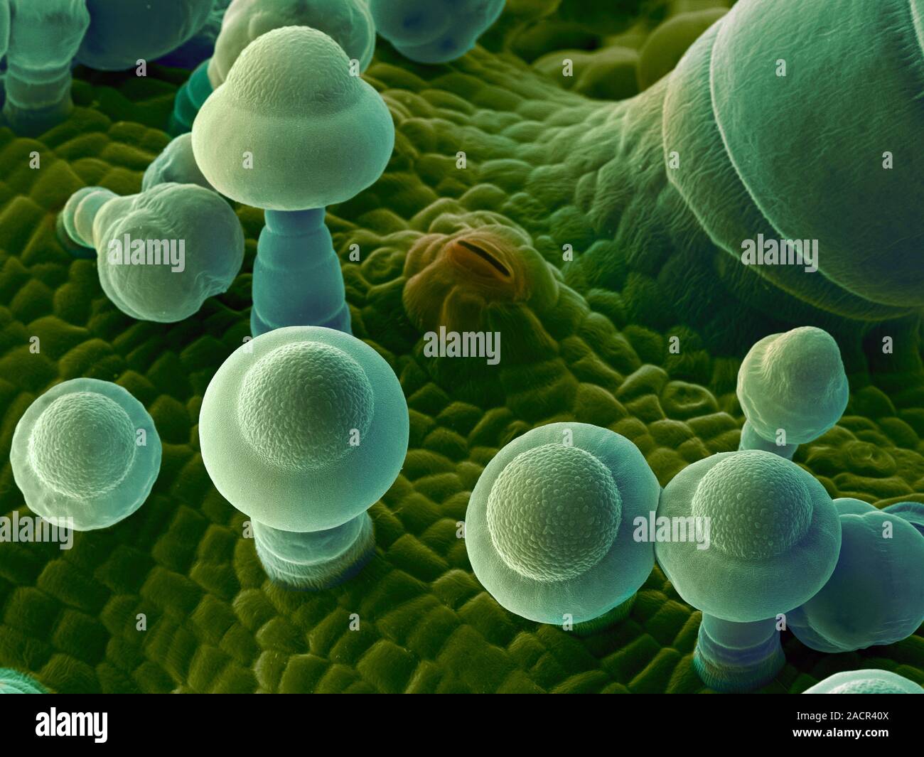 Squash leaf. Coloured scanning electron micrograph (SEM) of the ...