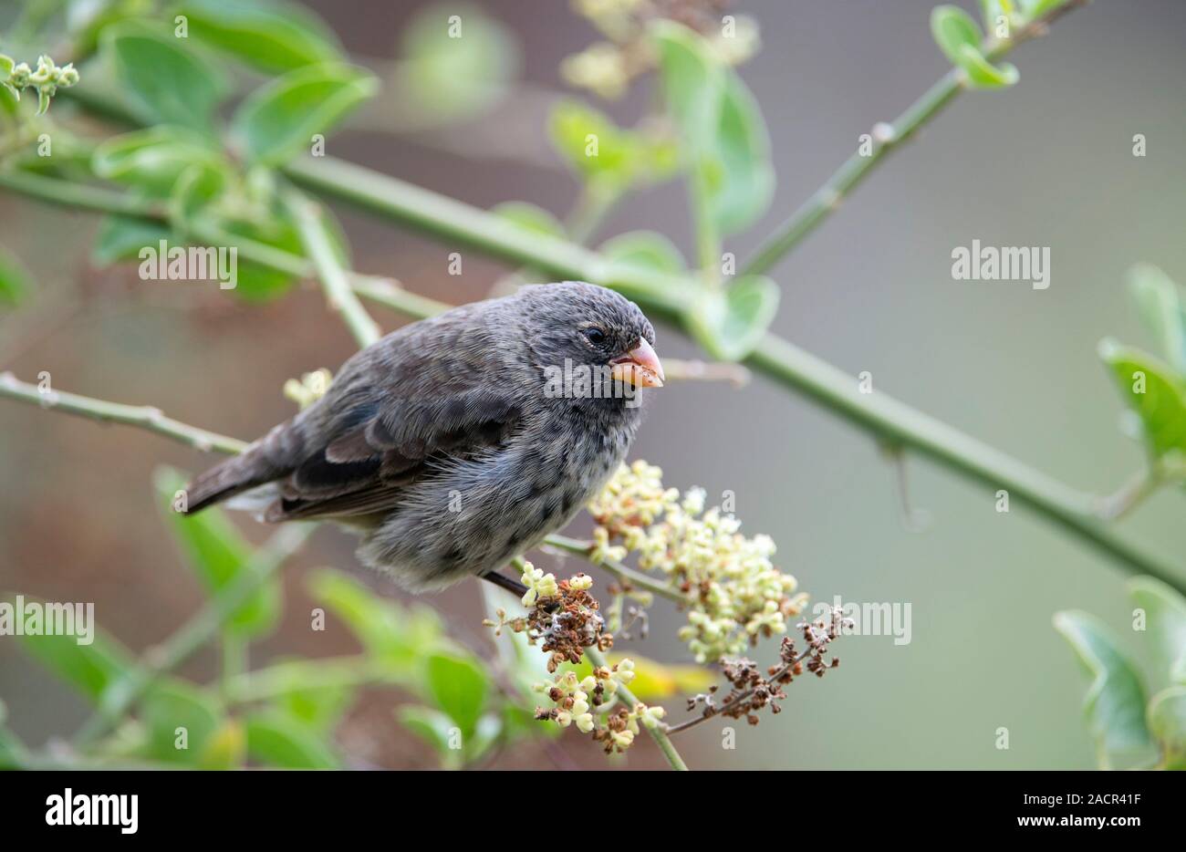 Tree finch. Female tree finch (Camarhynchus sp.) feeding on flowers in ...