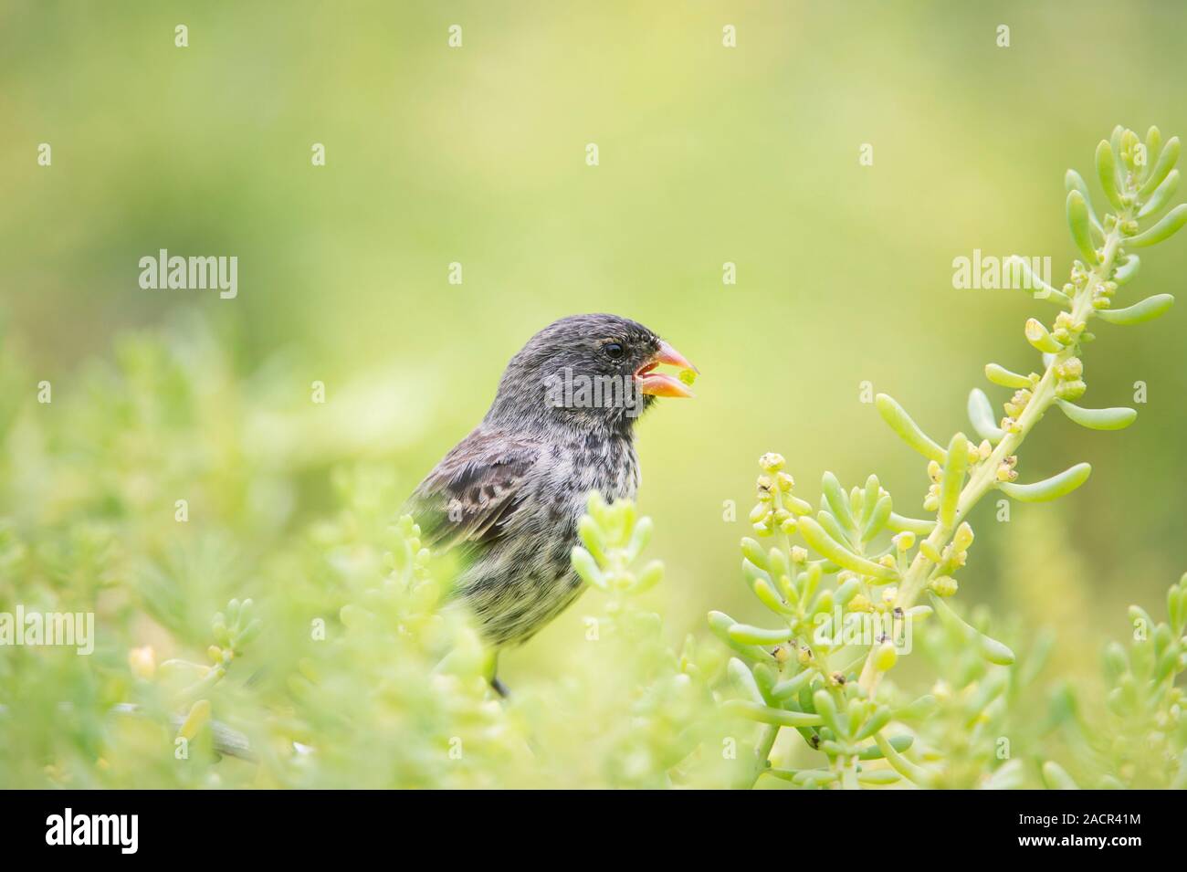 Small ground finch. Female small ground finch (Geospiza fuliginosa ...