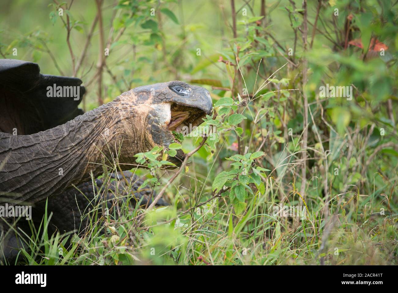 Galapagos giant tortoise feeding. The Galapagos giant tortoise ...