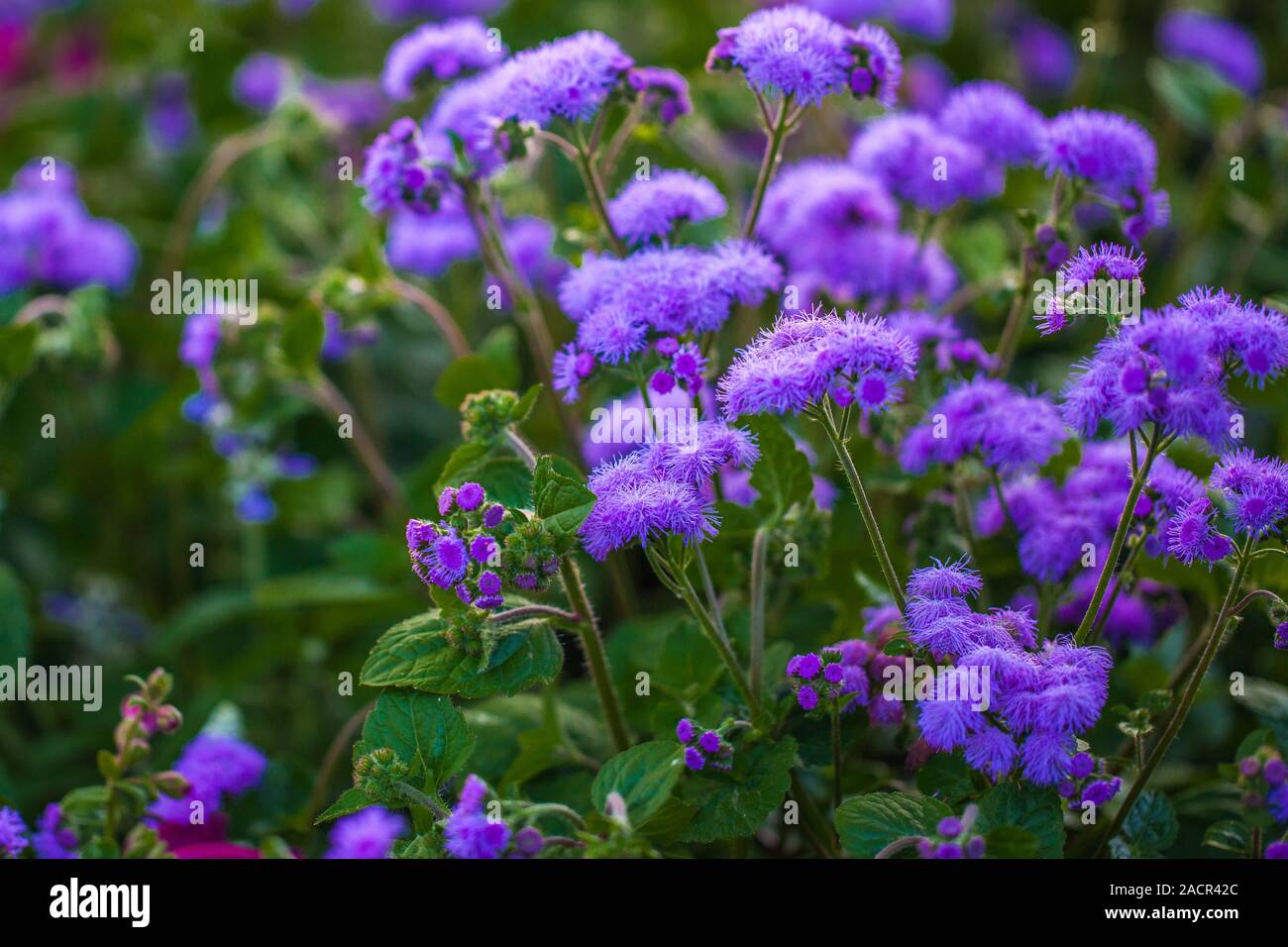 Purple field flower hi-res stock photography and images - Alamy