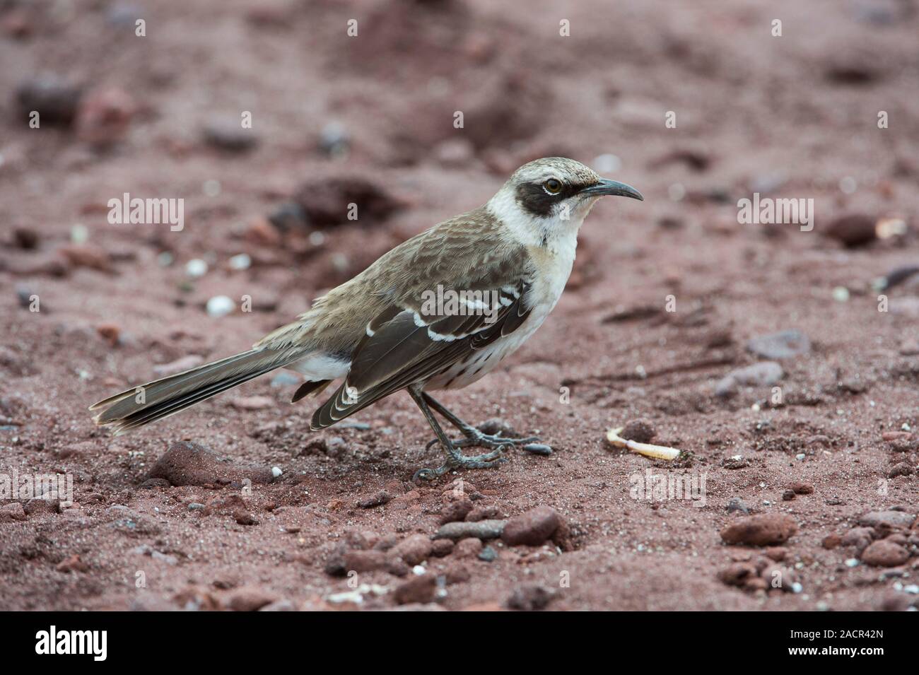 Galapagos mockingbird on the ground. Galapagos mockingbirds (Mimus parvulus) are endemic to the ...