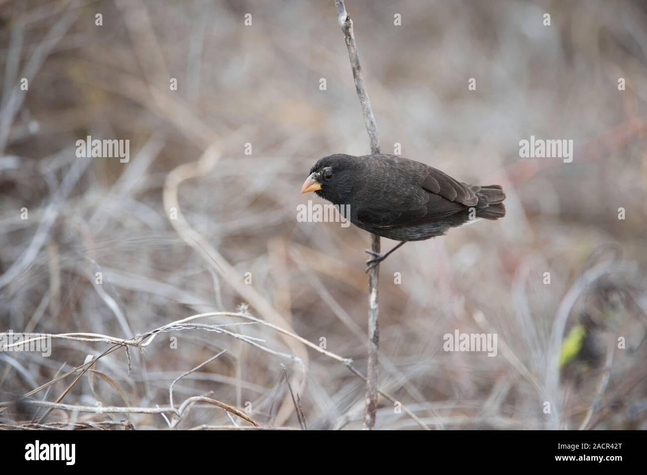 Small tree finch. Male small tree finch (Camarhynchus parvulus) in a ...