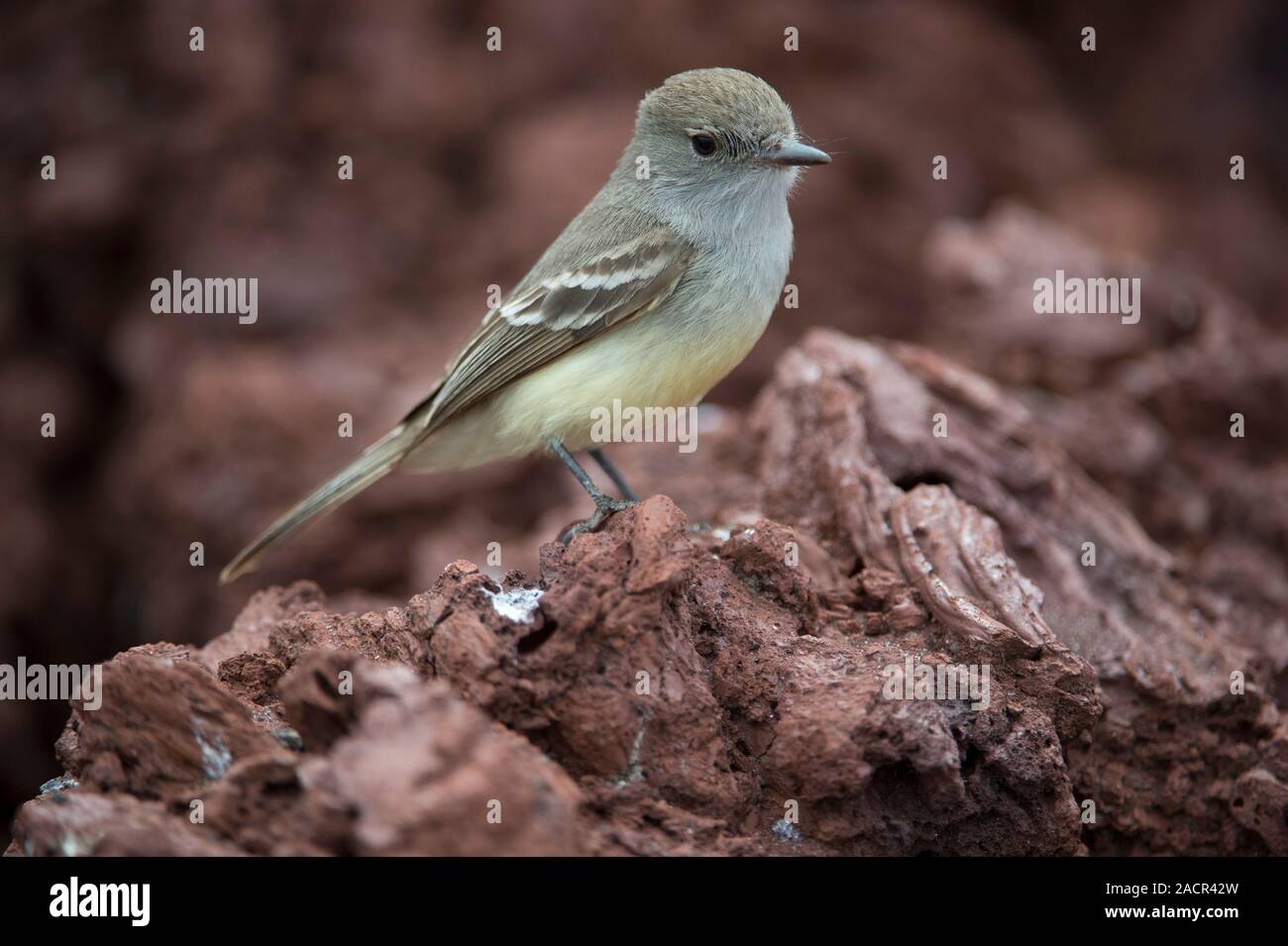 Galapagos flycatcher on a rock. Galapagos flycatchers (Myiarchus ...