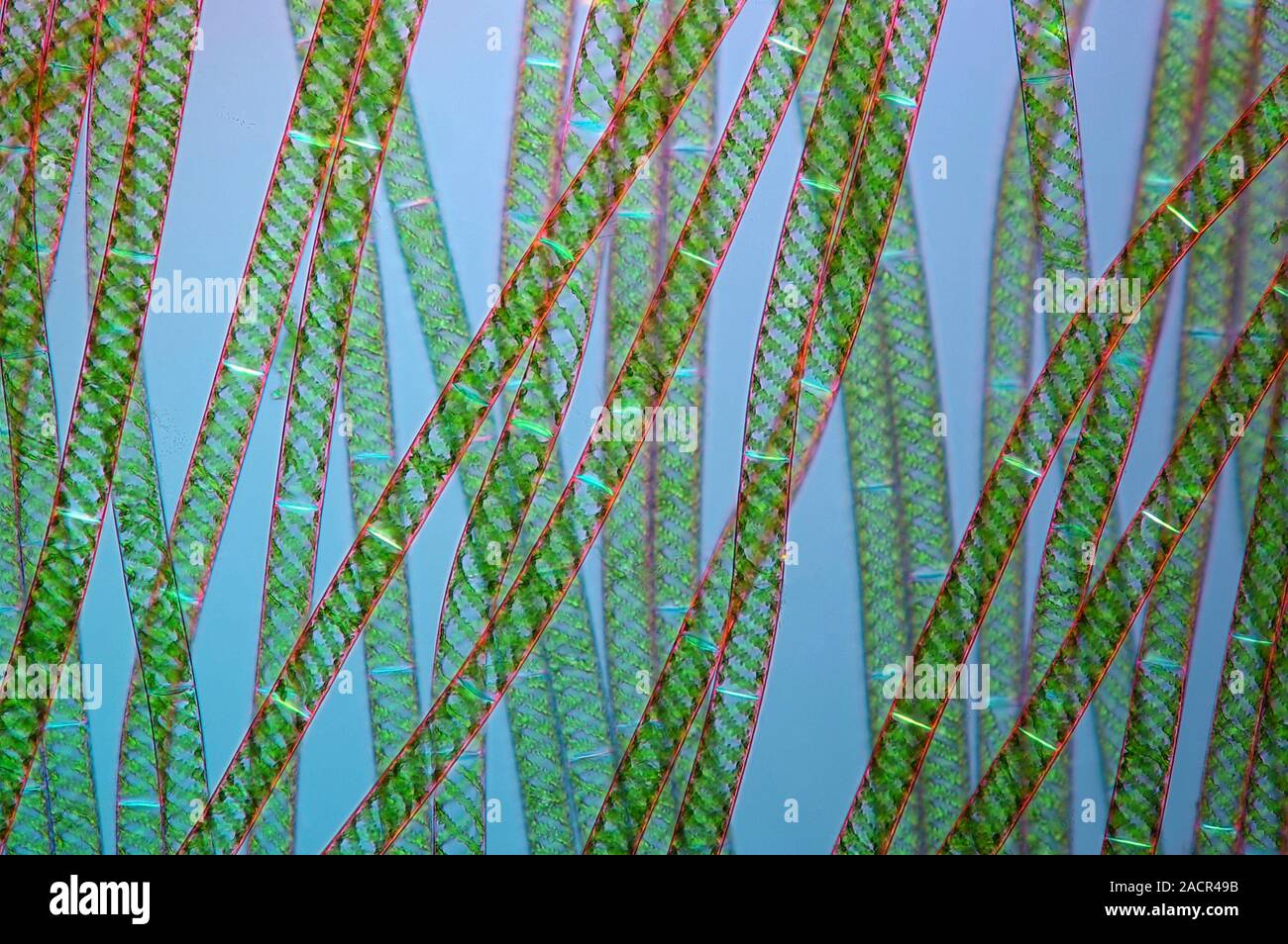 Spirogyra algae. Polarised light micrograph of Spirogyra sp. algae ...