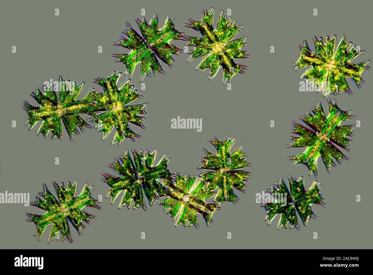 Micrasterias desmids. Polarised light micrograph of Micrasterias ...