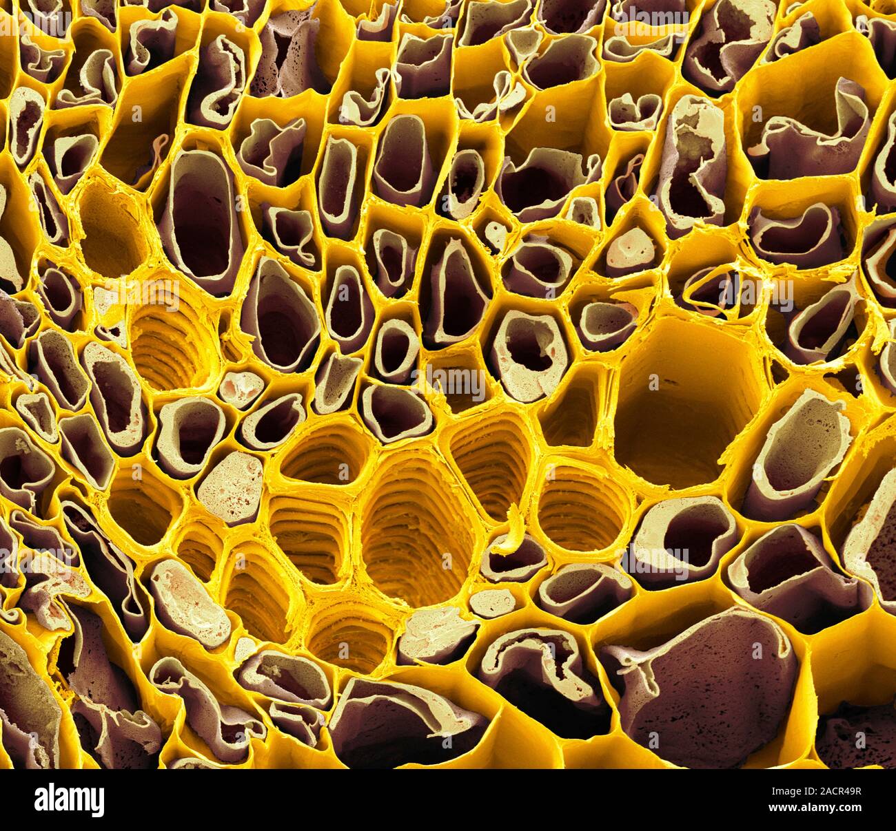 Dicotyledon vascular bundle. Coloured scanning electron micrograph (SEM ...