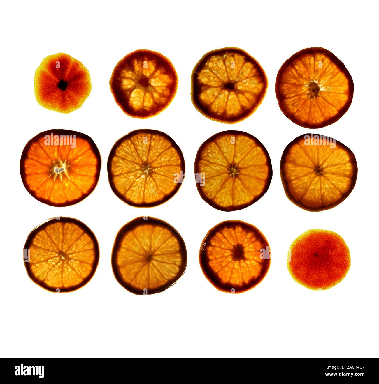 Mandarin orange slices. Transverse slices through a mandarin orange ...