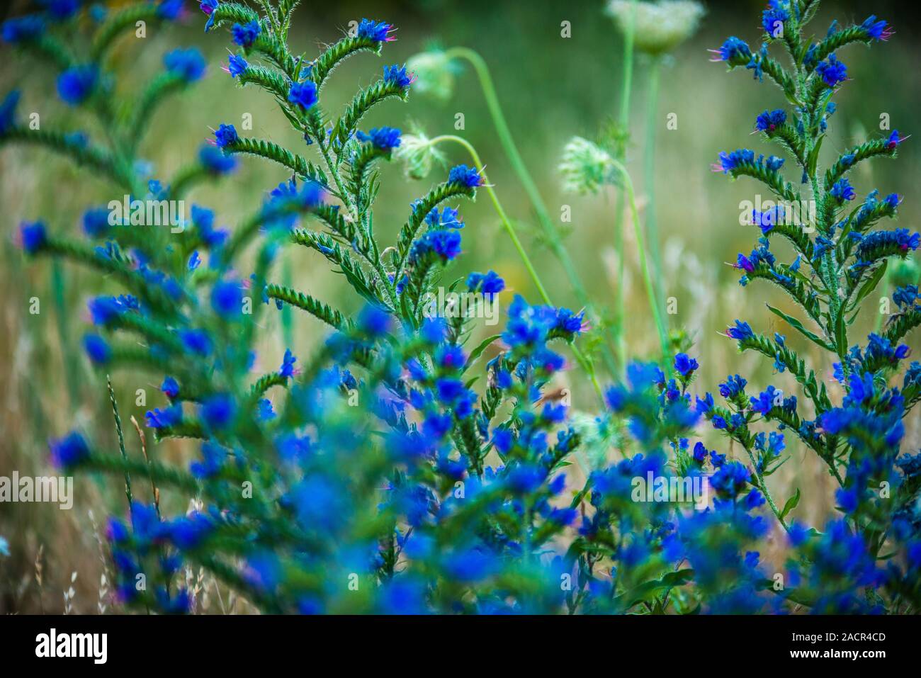 plant with blue blossoms Stock Photo - Alamy