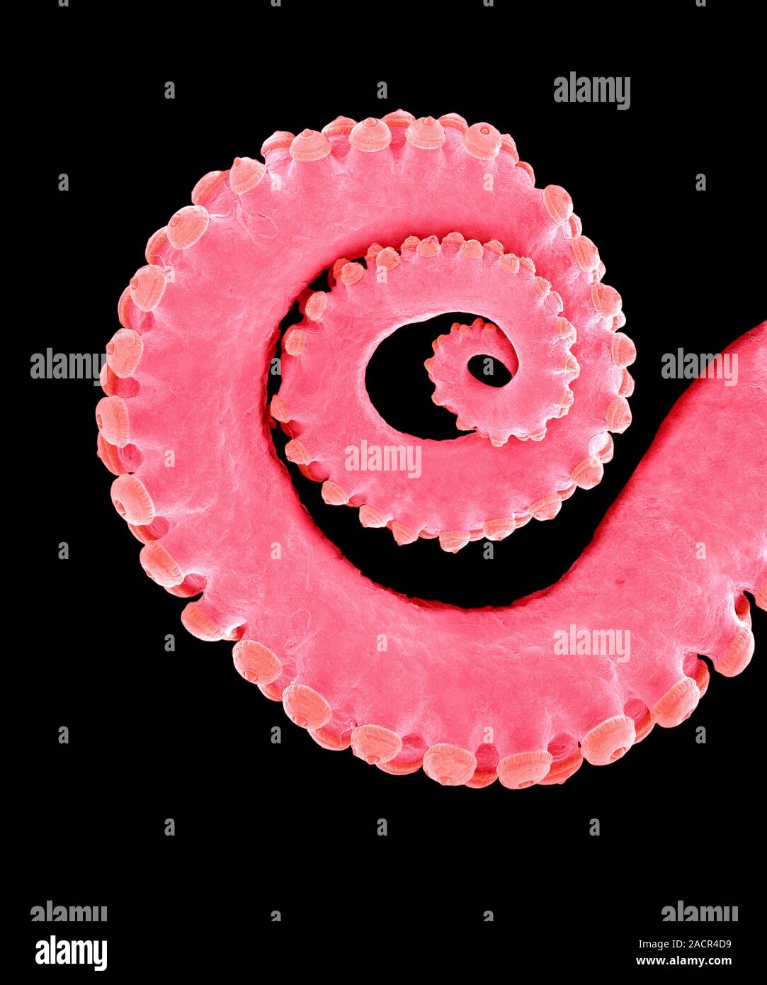 Octopus suckers. Coloured scanning electron micrograph (SEM) of suckers ...