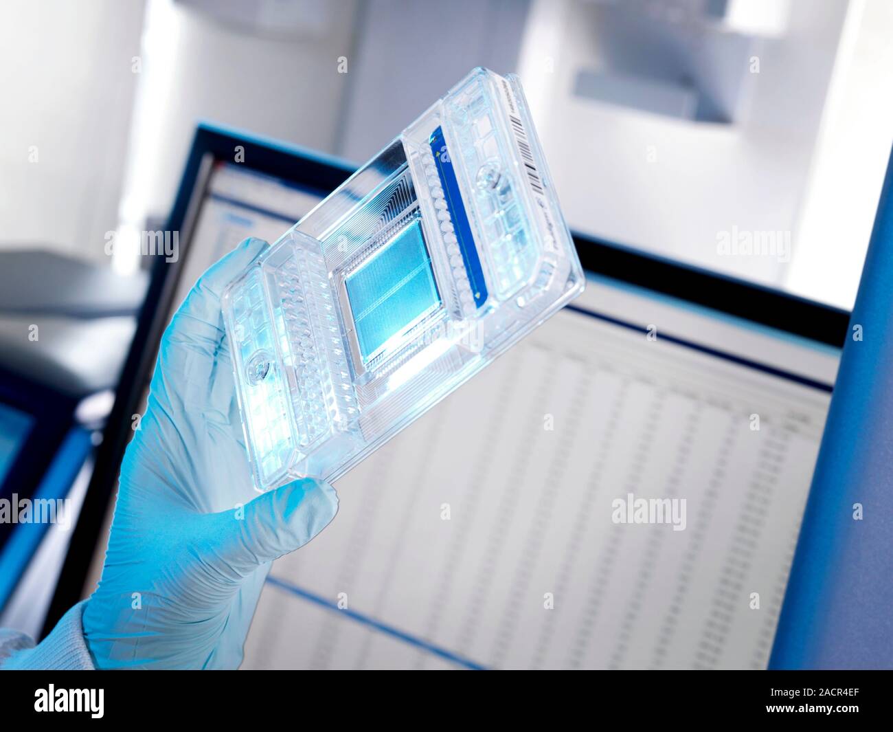 PCR amplification. Researcher examining a sample array from a ...