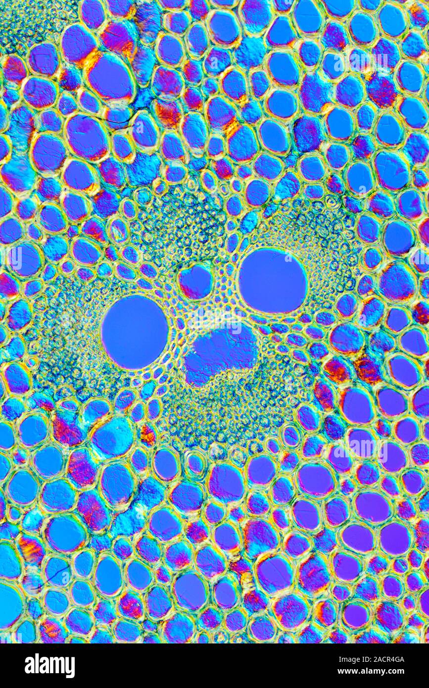 Photomicrograph of thin transverse section of Bamboo, shows water ...