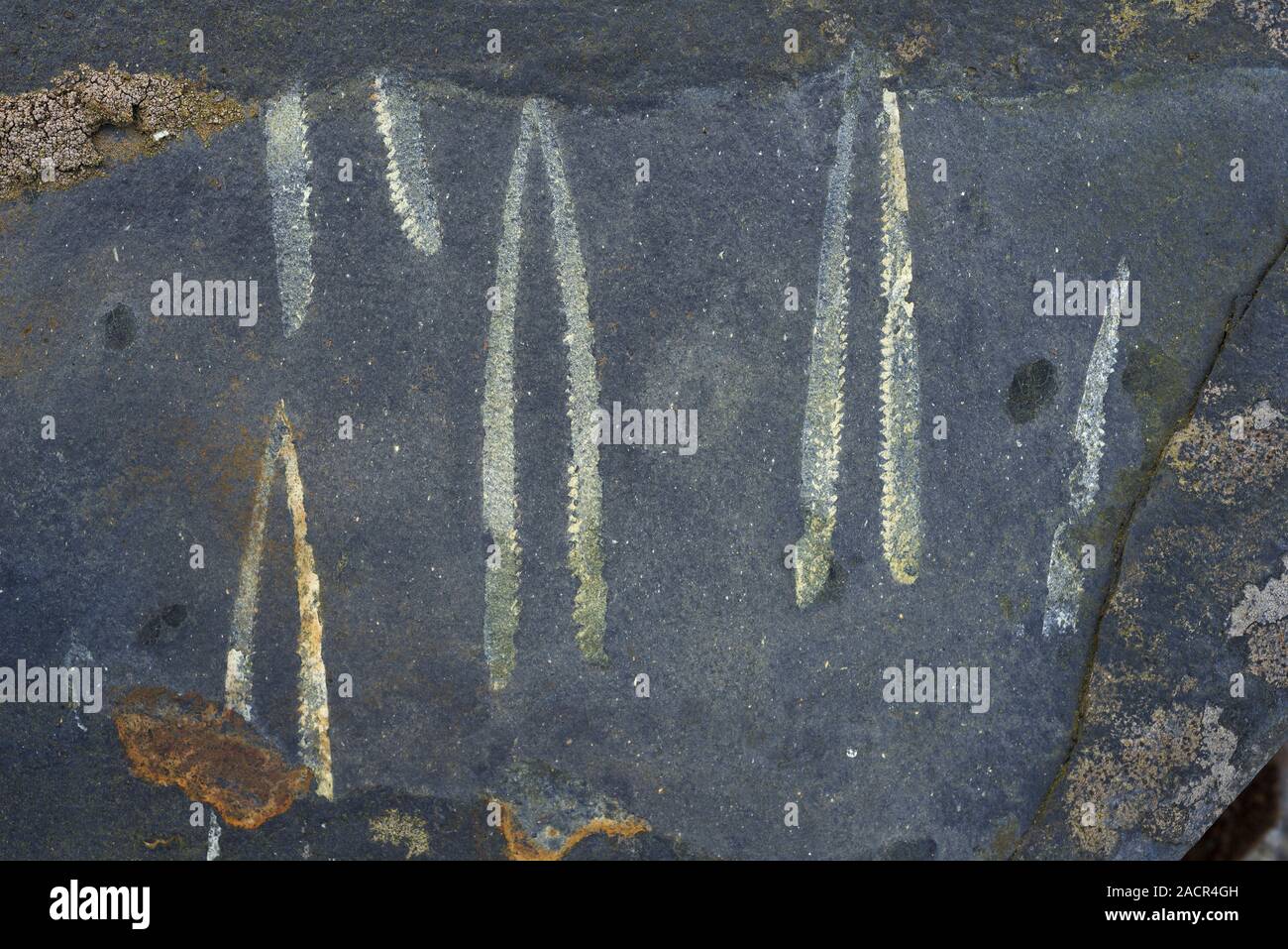 Ordovician Graptolites ( Didymograptus murchisoni ) preserved as flat ...