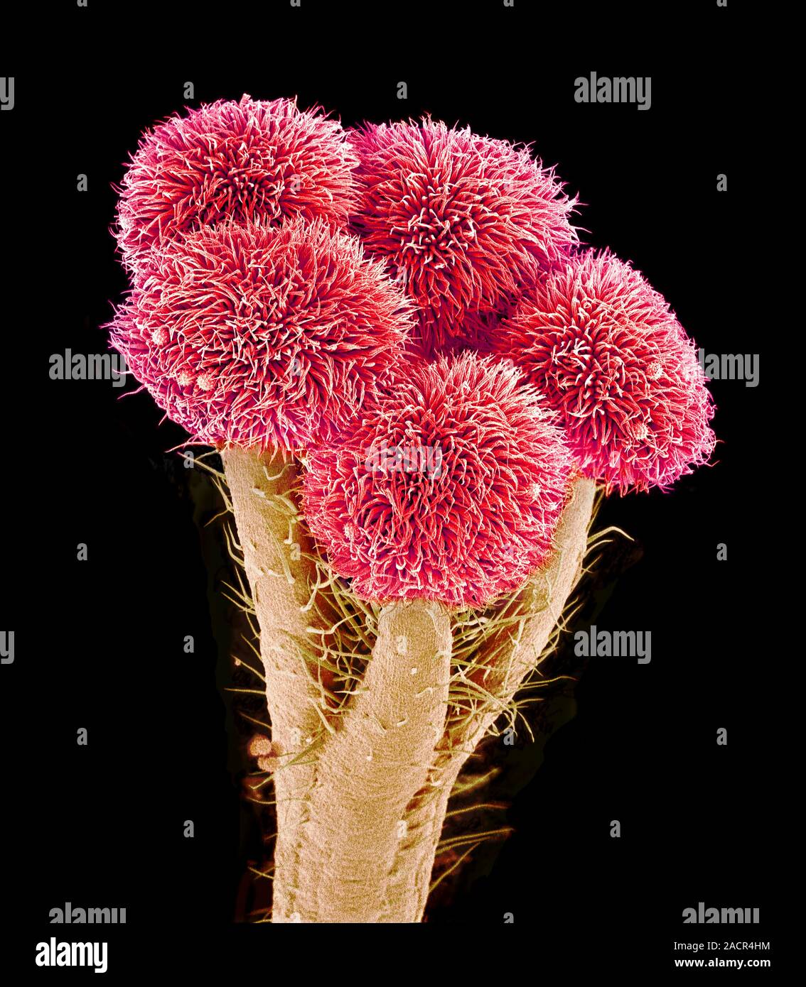 Hibiscus flower pistil. Coloured scanning electron micrograph (SEM) of ...