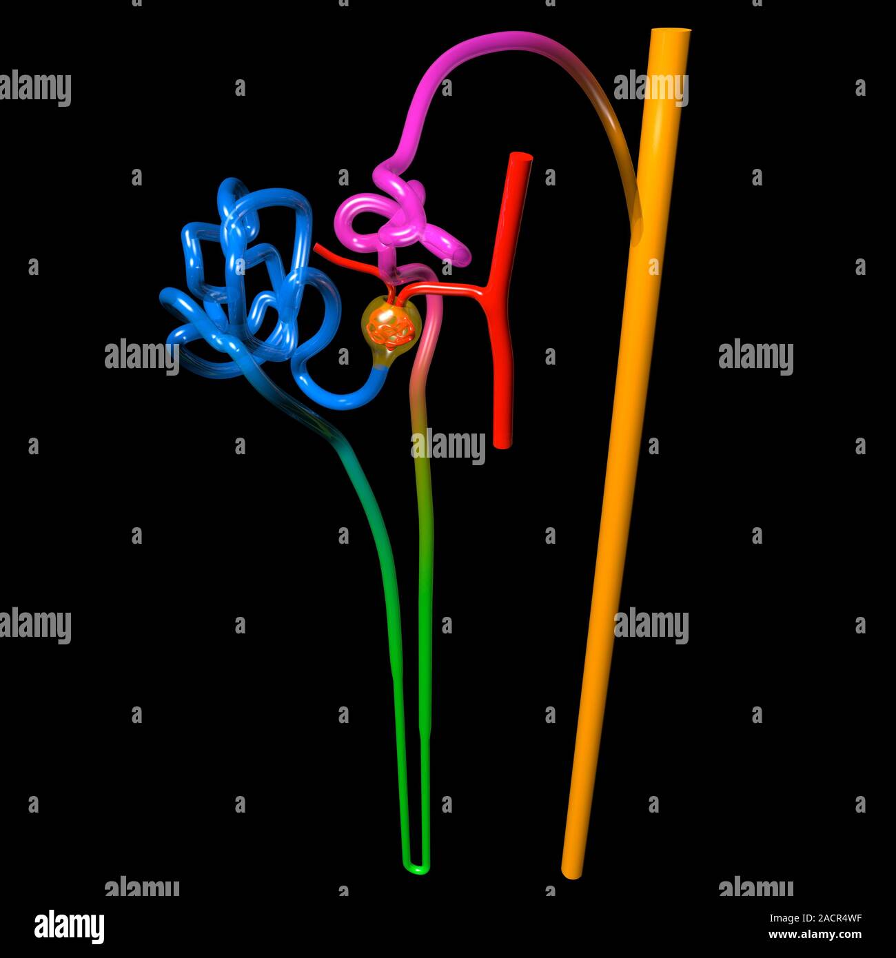 This image may not be used in educational posters Nephron structure ...