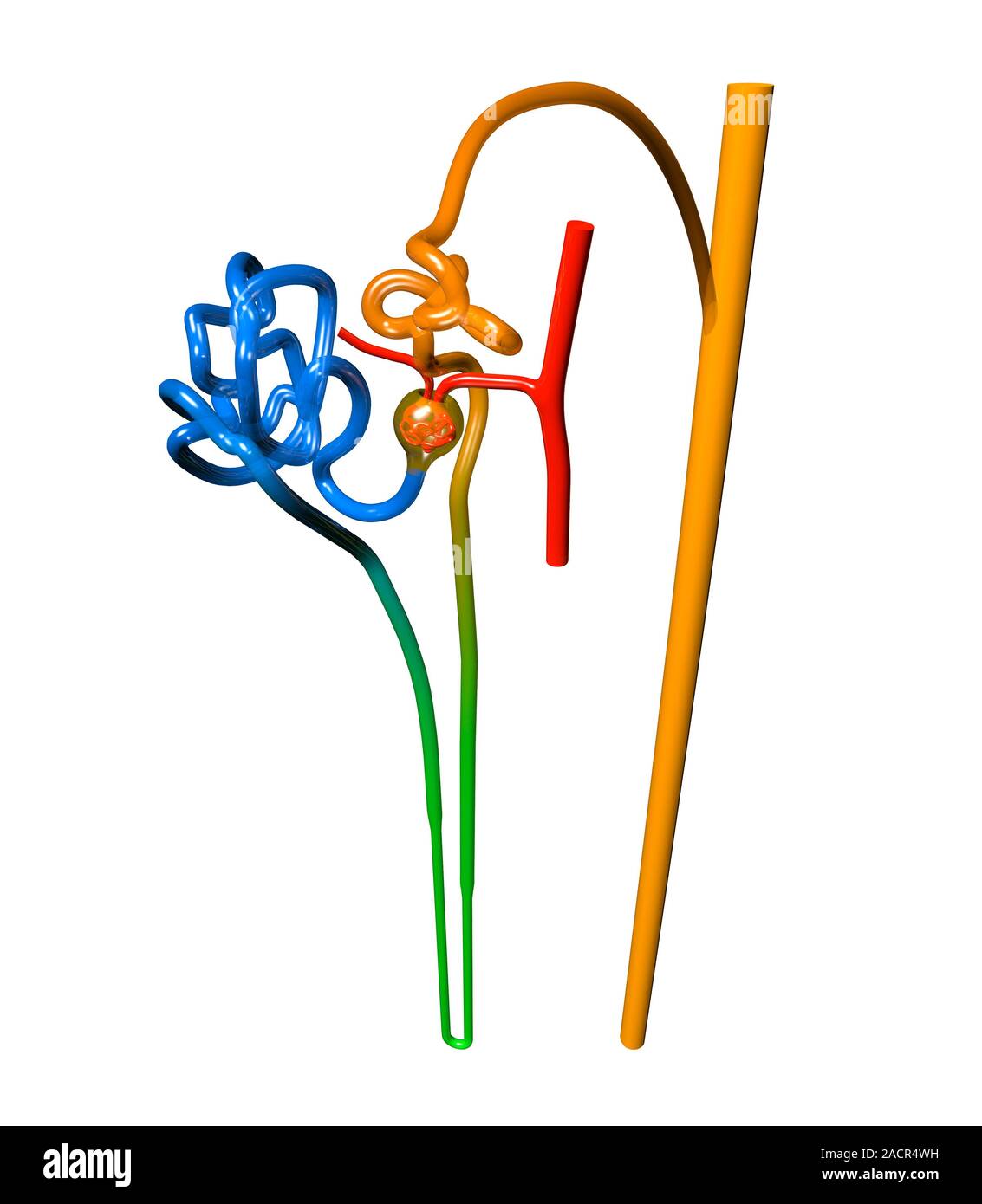 This image may not be used in educational posters Nephron structure ...