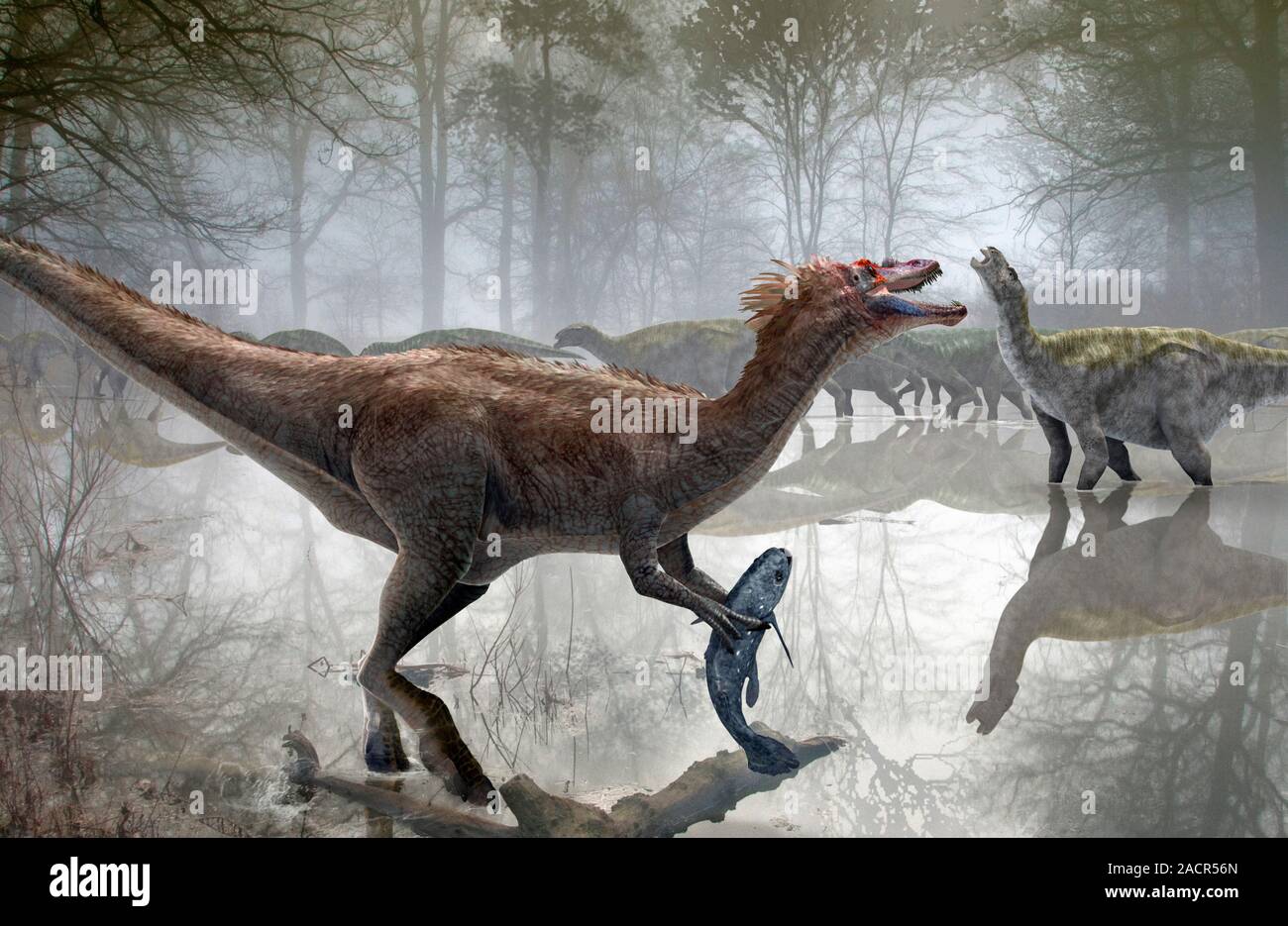 Baryonyx dinosaur. Artwork of a Baryonyx dinosaur fishing in a lagoon ...