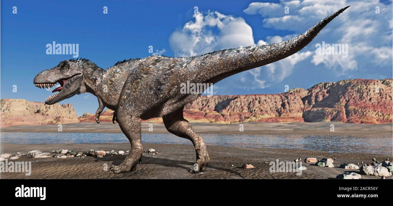Tarbosaurus dinosaur. Artwork of an Tarbosaurus, a large bipedal ...