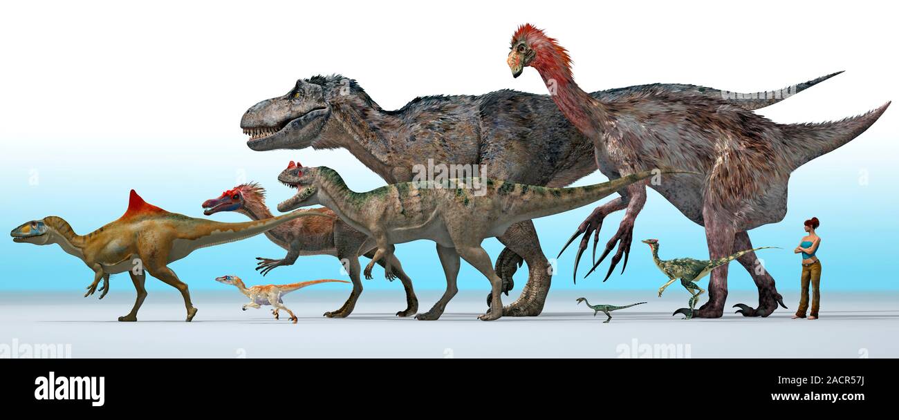 Theropod dinosaurs. Artwork comparing the sizes of various theropod ...