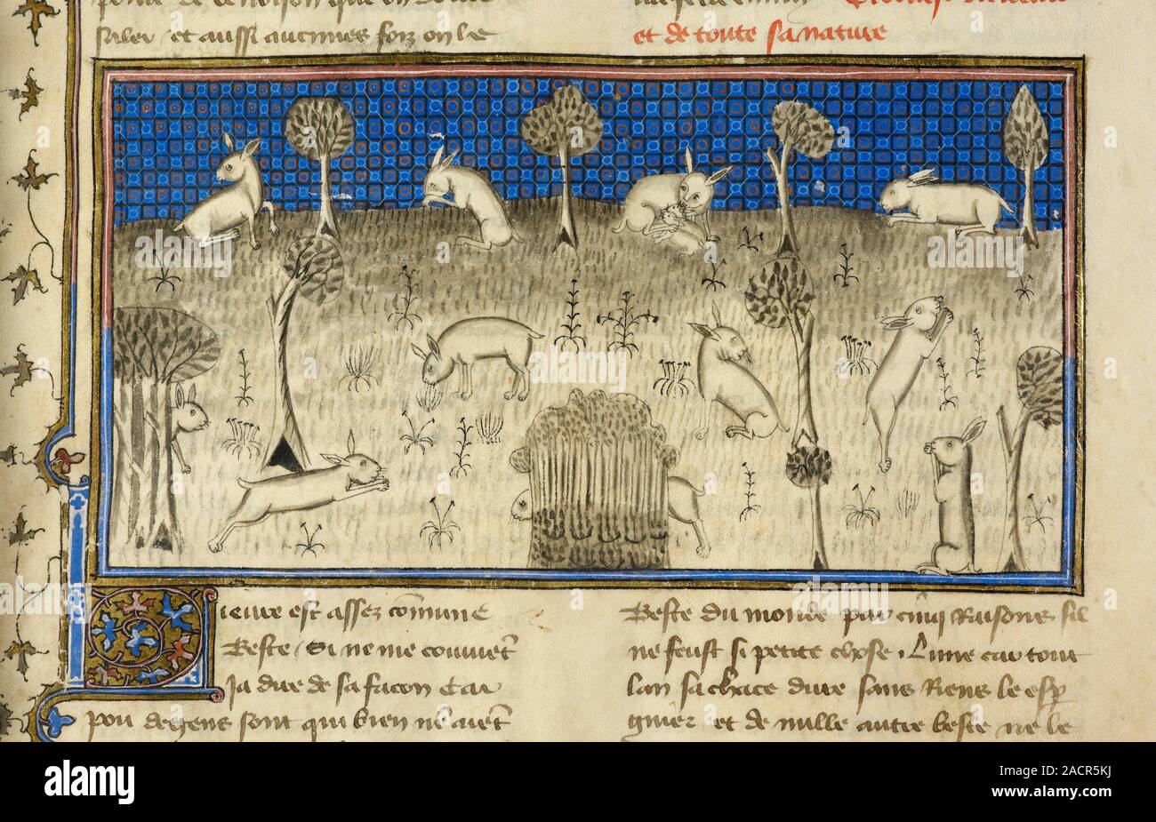 Hunting rabbits. 14th-century manuscript illustration from a medieval ...