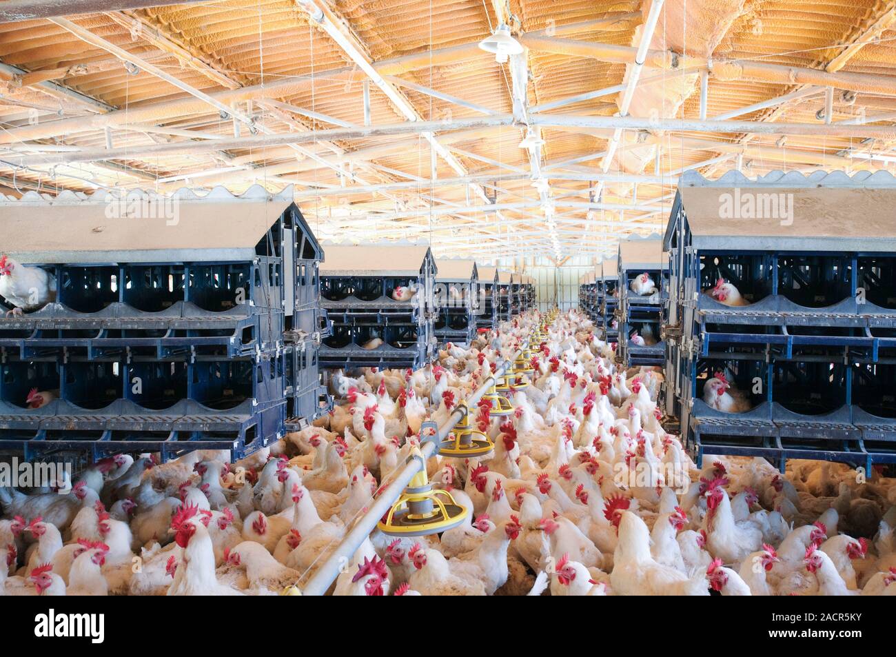 Poultry breeding farm. Hens and Roosters in a coop. Photographed in ...