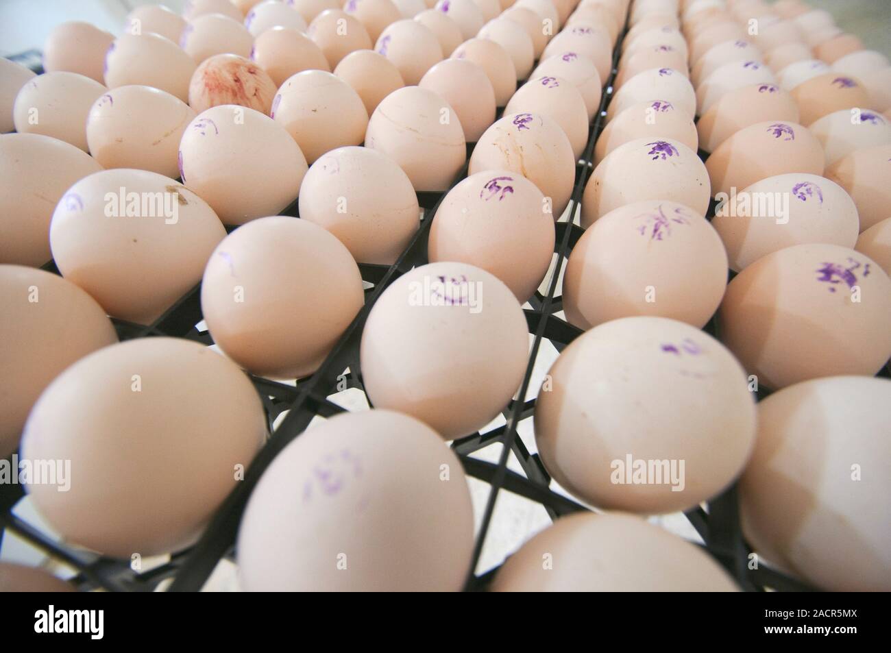 Poultry breeding farm. Eggs are inspected before incubation Stock Photo ...