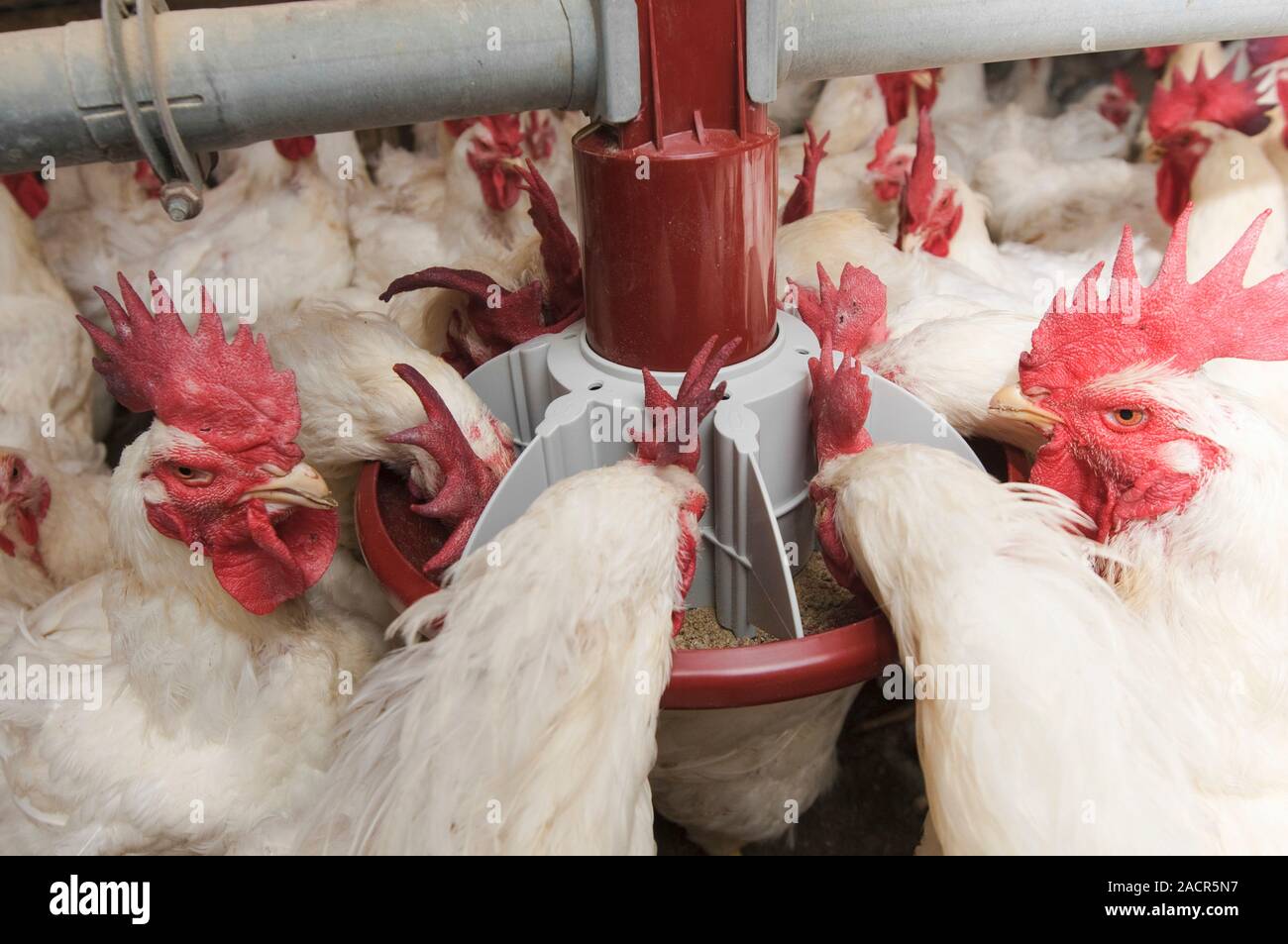 Poultry breeding farm. Hens and Roosters in a coop. Feeding the birds ...