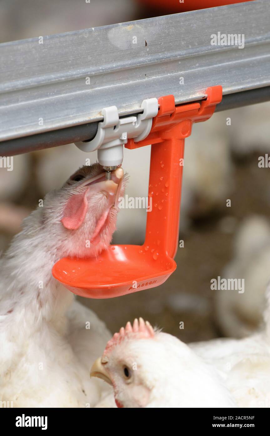 Chickens drinking from a feeding nipple in a chicken coop Photographed ...