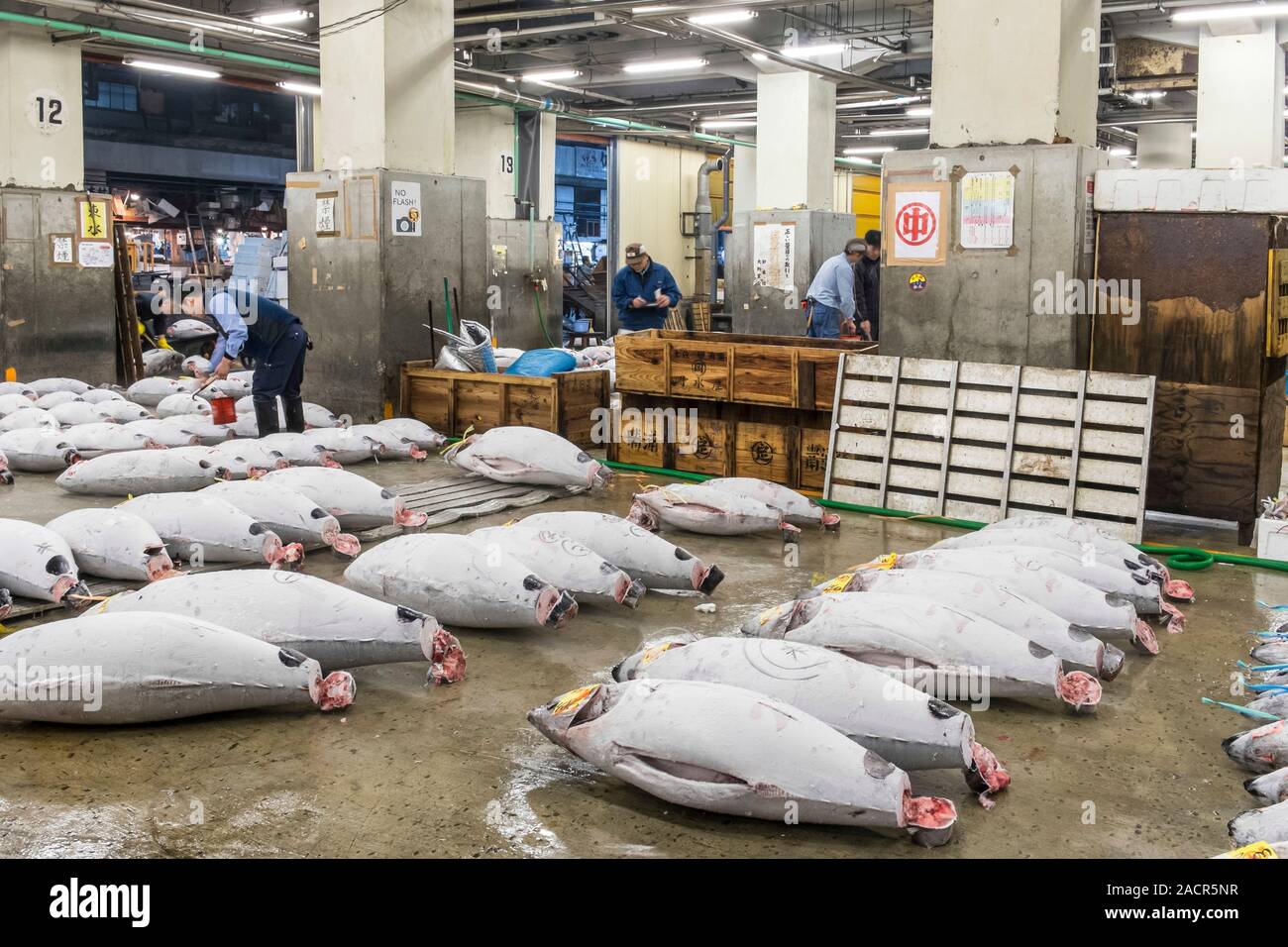 Japanese buyers inspect large frozen tuna fish on floor of warehouse in ...