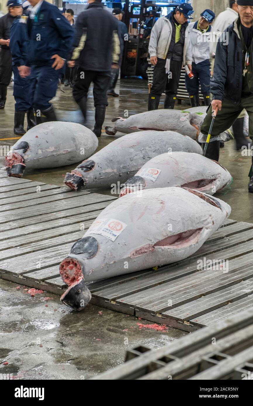 Japanese buyers inspect large frozen tuna fish on floor of warehouse in ...