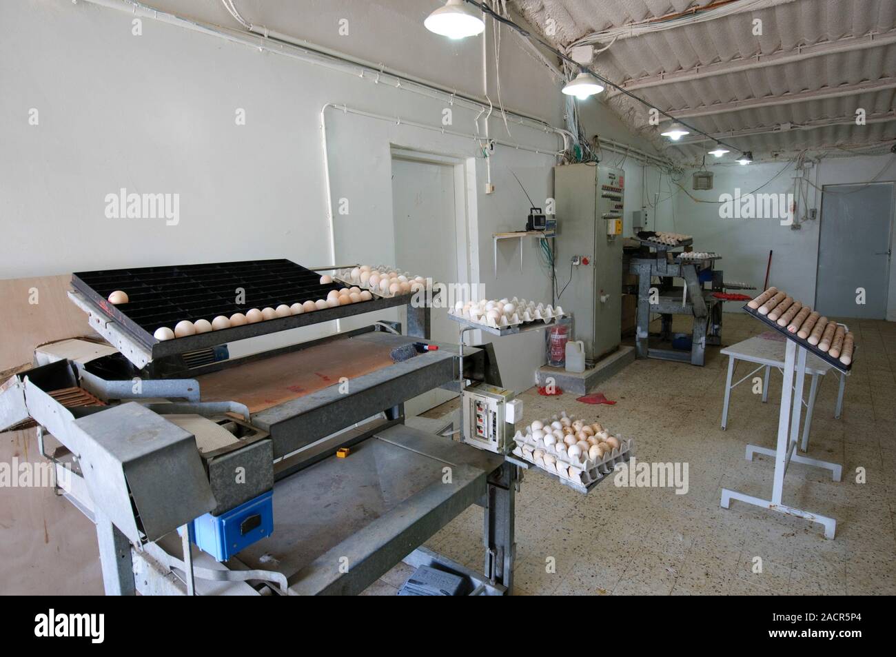 Poultry breeding farm. Eggs are inspected before incubation Stock Photo ... Poultry breeding farm. Eggs are inspected before incubation Stock Photo ...