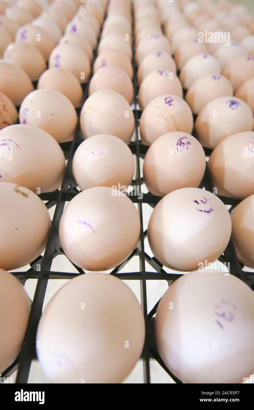Poultry breeding farm. Eggs are inspected before incubation Stock Photo ... Poultry breeding farm. Eggs are inspected before incubation Stock Photo ...