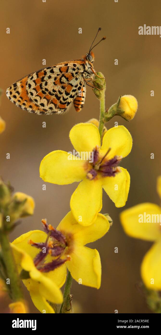 Lesser Spotted Fritillary (Melitaea trivia) Butterfly Photographed in ...
