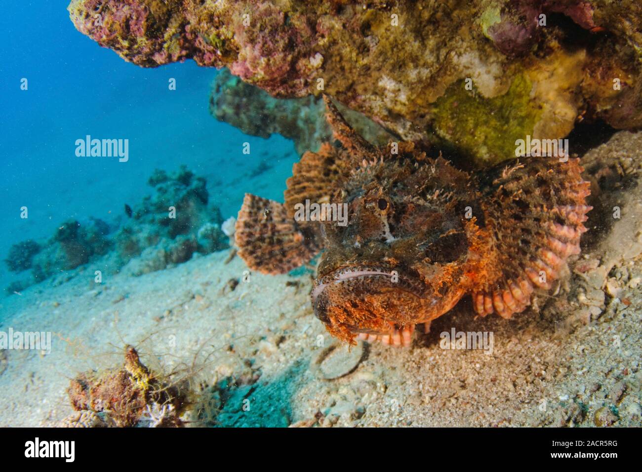 Underwater photography of a Synanceia nana stonefish in the Red Sea ...