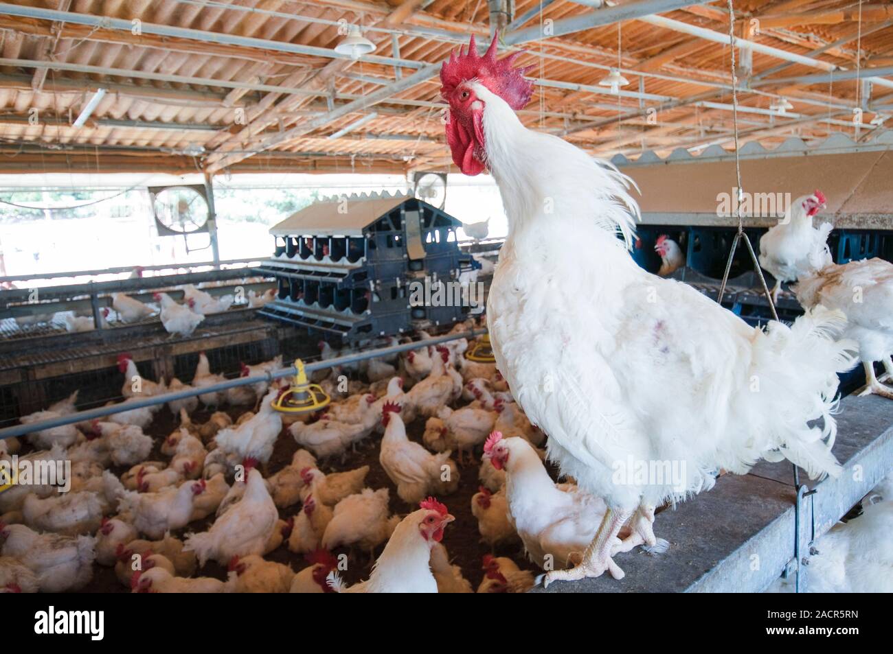Poultry breeding farm. Rooster crowing in a coop. Photographed in ...