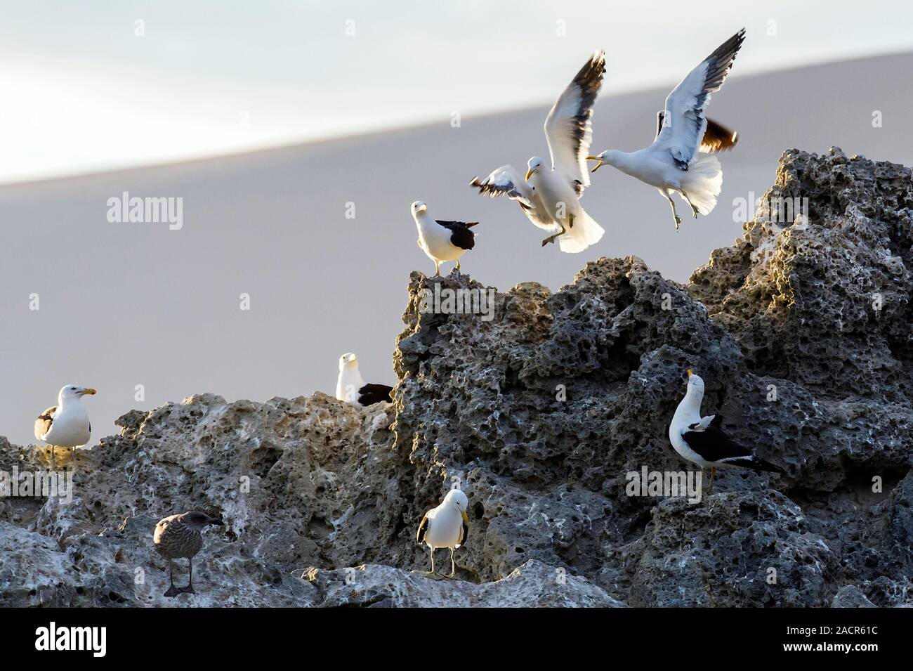 Kelp gull breeding colony. Group of kelp gulls (Larus dominicanus) on ...