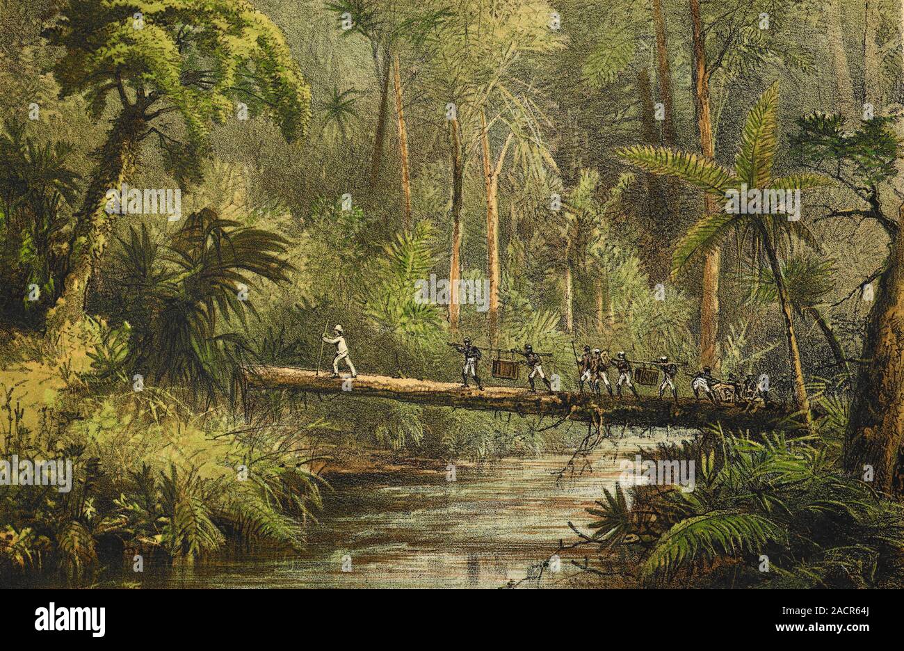Explorations in Borneo. 19th-century artwork showing the Norwegian ...