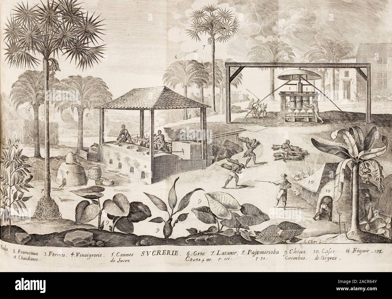 Caribbean sugar cane plantation. 17th-century artwork of slaves ...