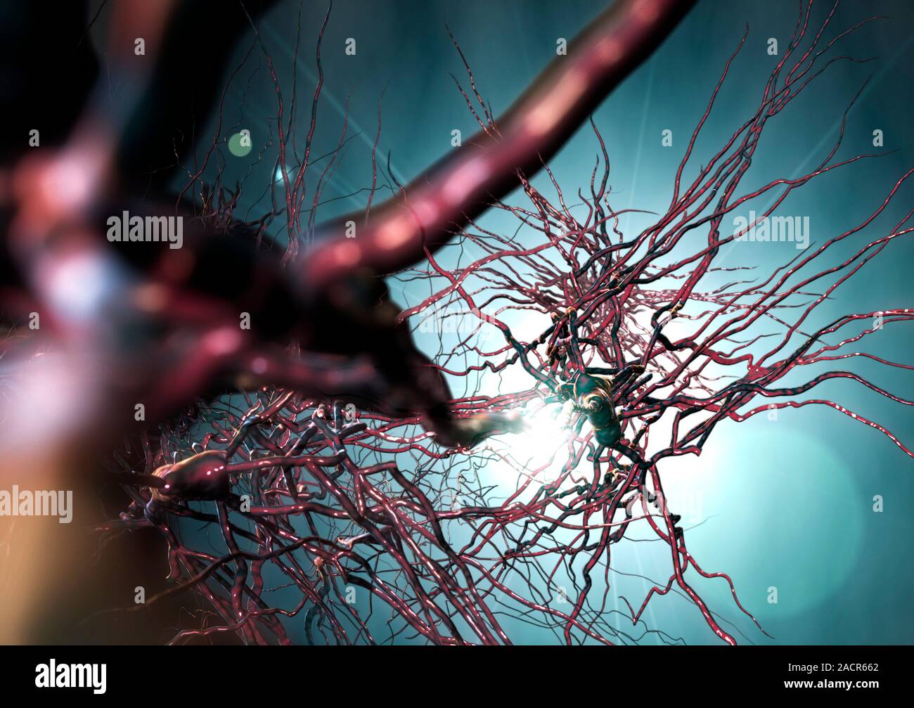 Pyramidal nerve cells. Computer artwork of pyramidal nerve cells from ...