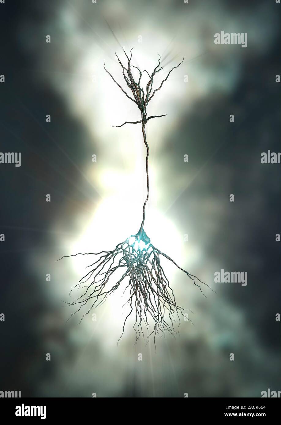 Pyramidal nerve cell. Computer artwork of a pyramidal nerve cell from ...