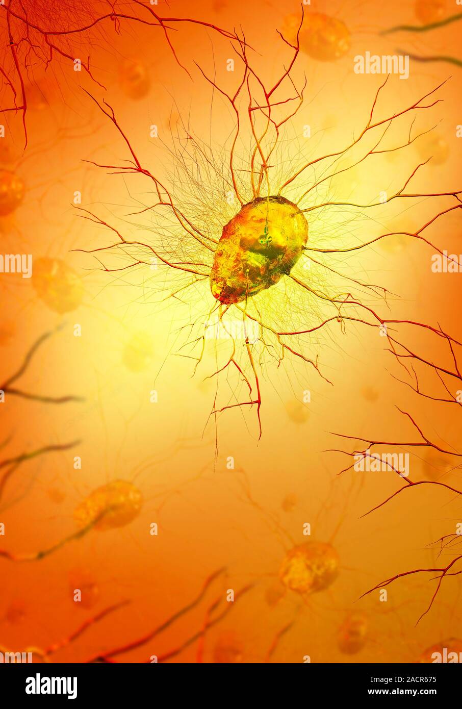 Astrocyte nerve cell, computer artwork. Astrocytes are a type of glial ...
