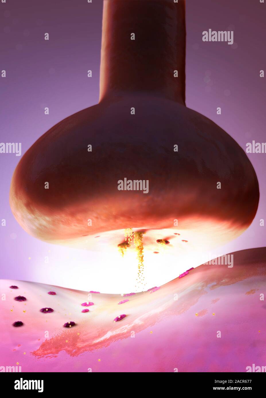 Nerve synapse. Computer artwork of of a junction, or synapse, between ...