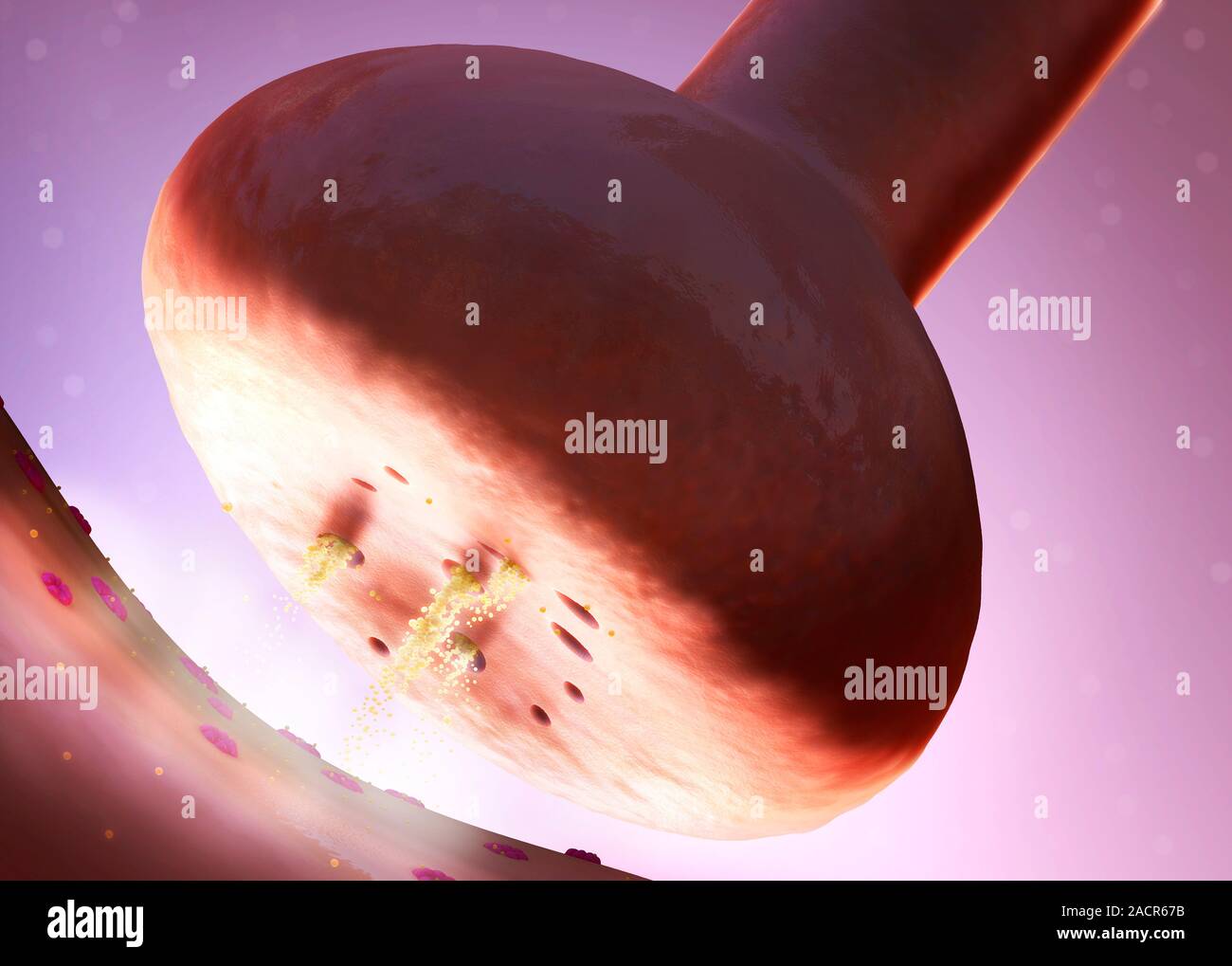 Nerve synapse. Computer artwork of of a junction, or synapse, between ...