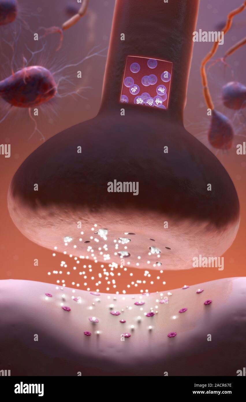 Nerve synapse. Computer artwork of of a junction, or synapse, between two nerve cells (neurons ...