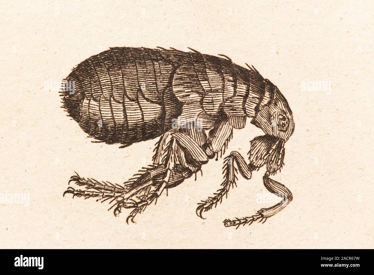 Plate from 18th century encyclopedia showing an illustration of a flea ...