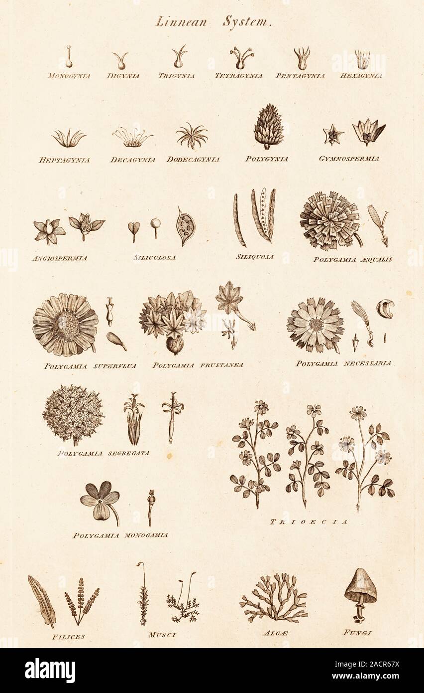 Plate from 18th century encyclopedia showing the Linnean system of ...