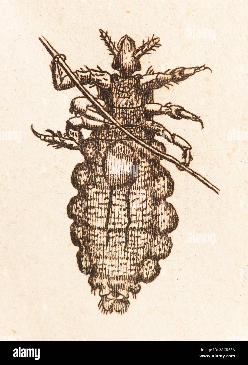 Plate from 18th century encyclopedia showing an illustration of a human ...