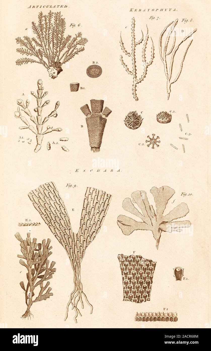 Plate from 18th century encyclopedia showing an illustration of various ...